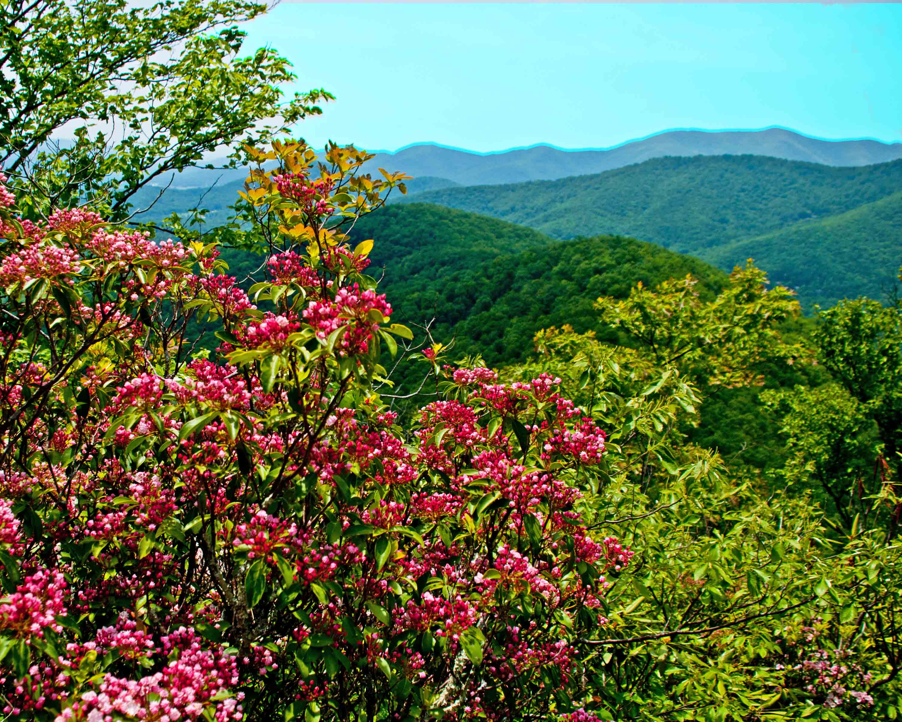 Roan Mountain 3 | Nancy Werking Poling